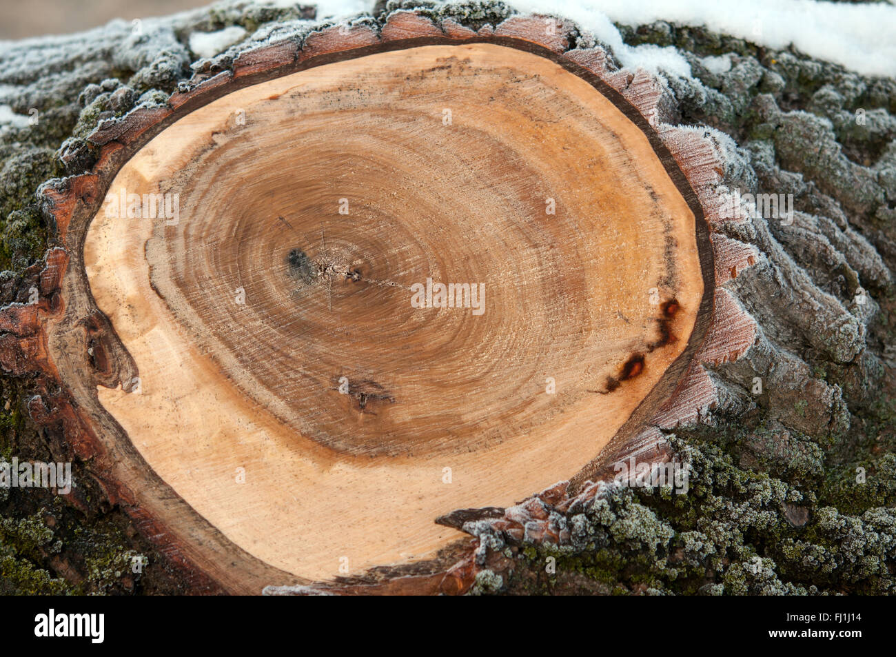a tree stump close up Stock Photo - Alamy