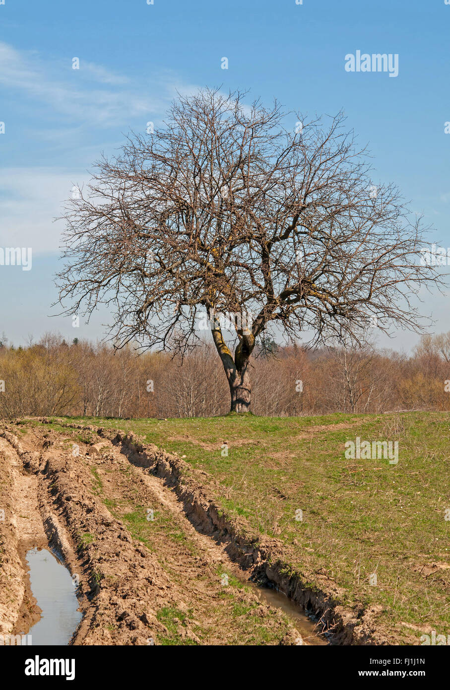spring tree and blue sky Stock Photo - Alamy