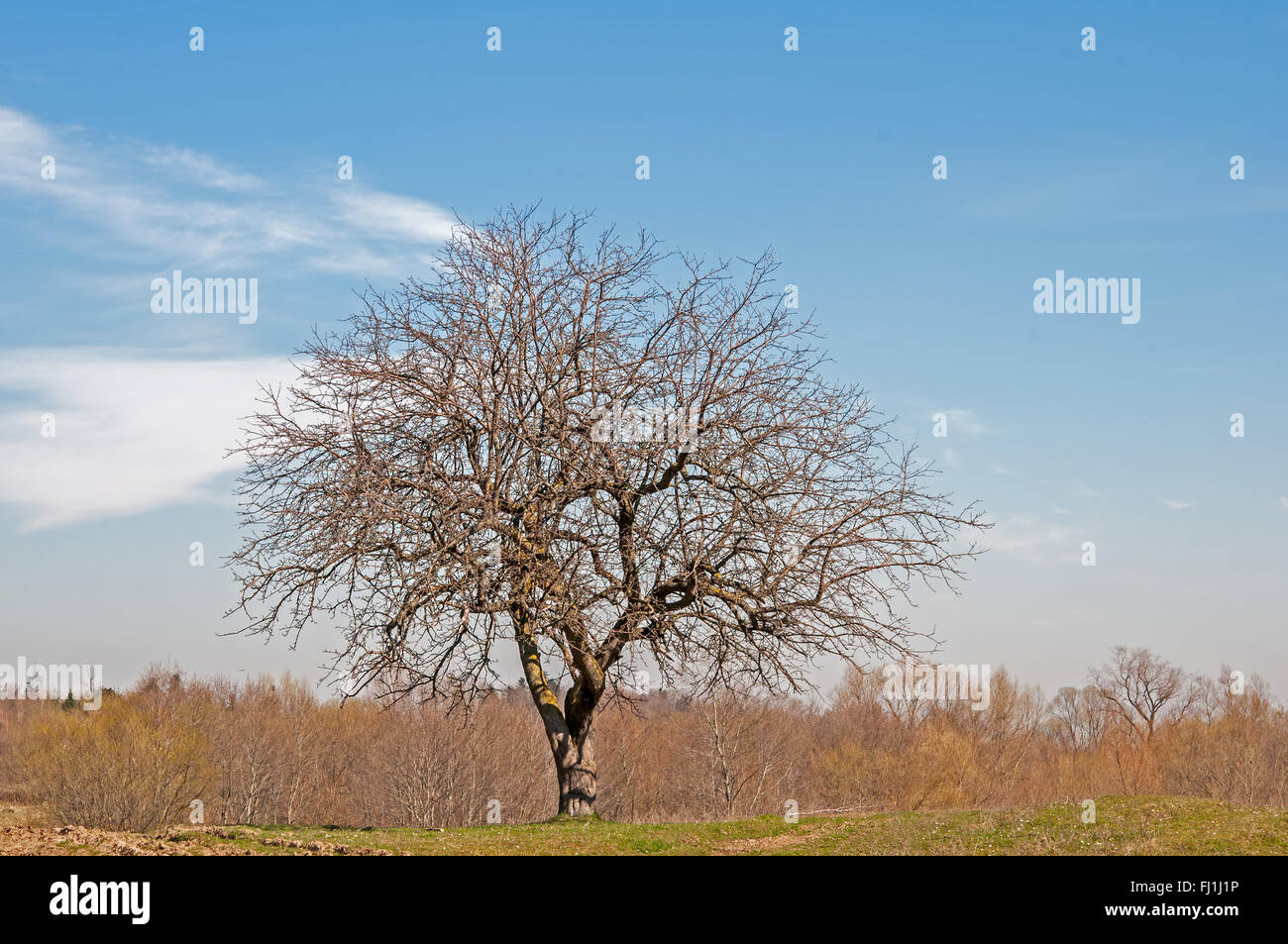 spring tree and blue sky Stock Photo - Alamy