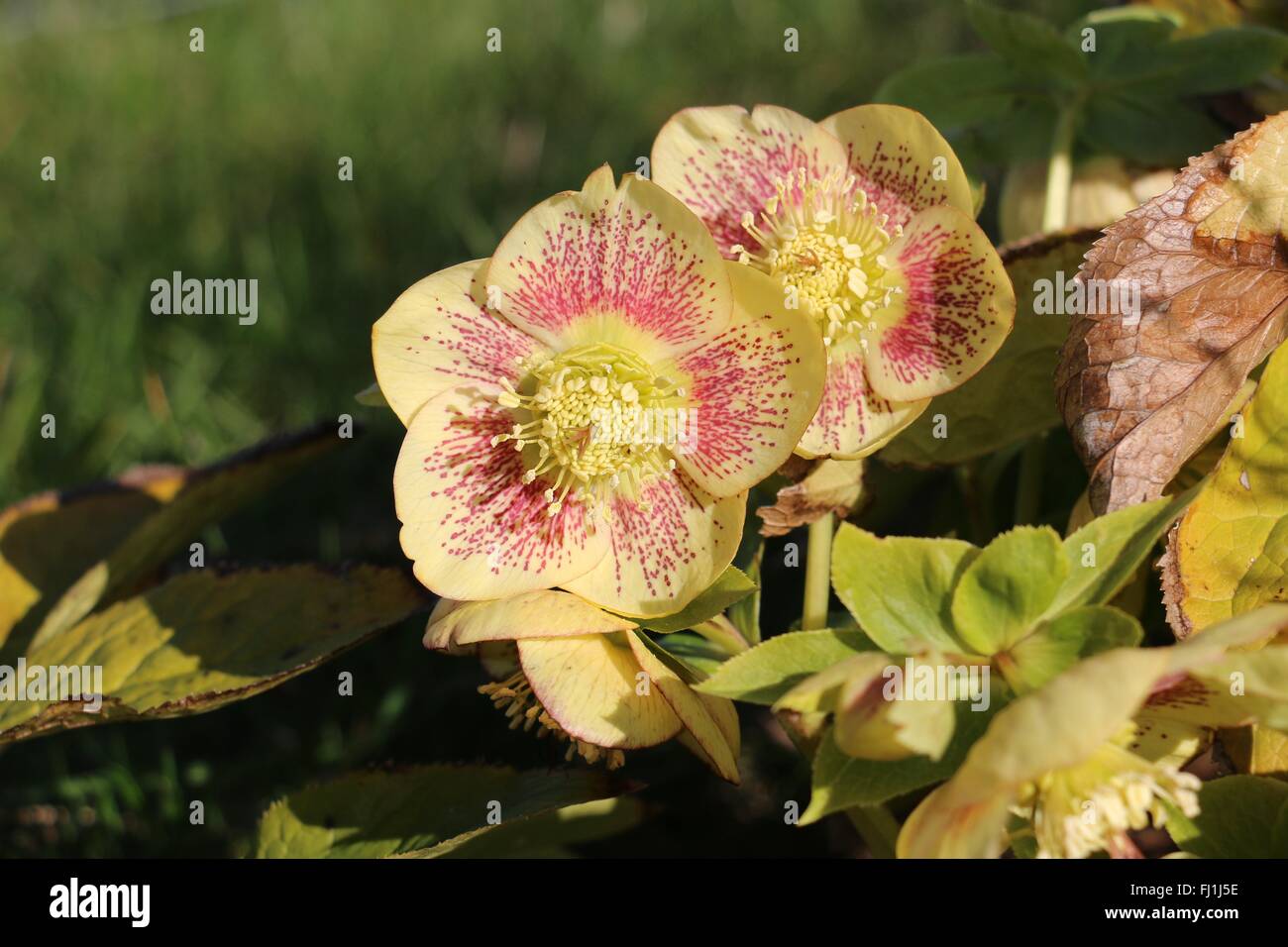 Yellow spring flower five petals hi-res stock photography and images ...