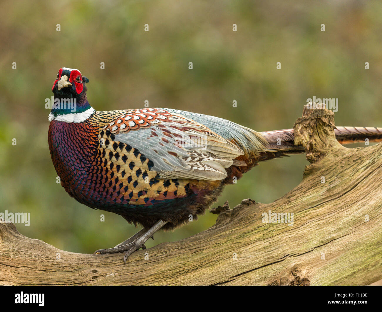 Beautiful Male Ring-necked Pheasant (Phasianus colchicus) "Depicted ...