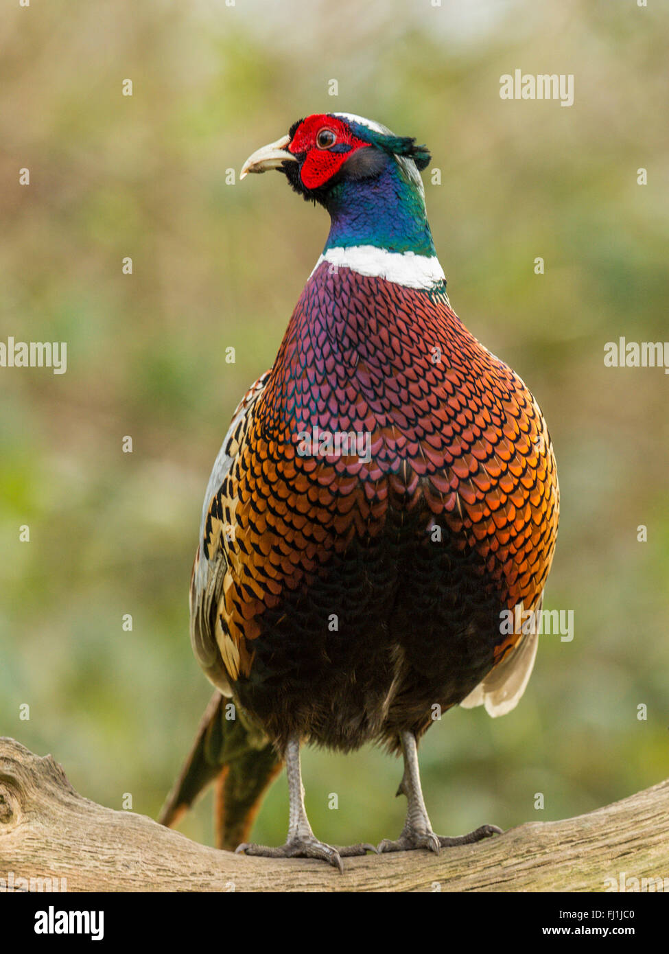 Beautiful Male Ring-necked Pheasant (Phasianus colchicus) "Depicted ...