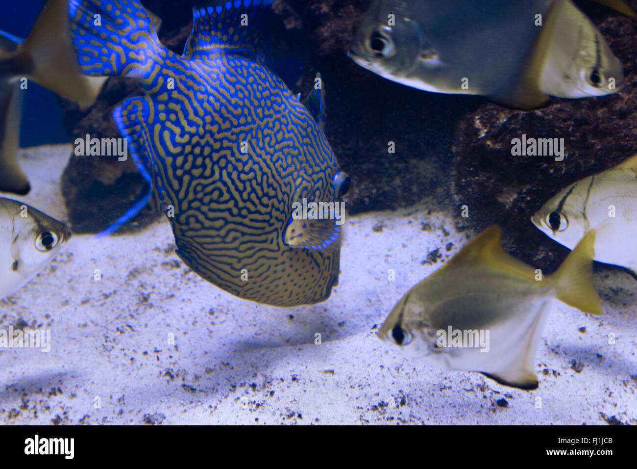 Beautiful underwater world with tropical fish Stock Photo - Alamy