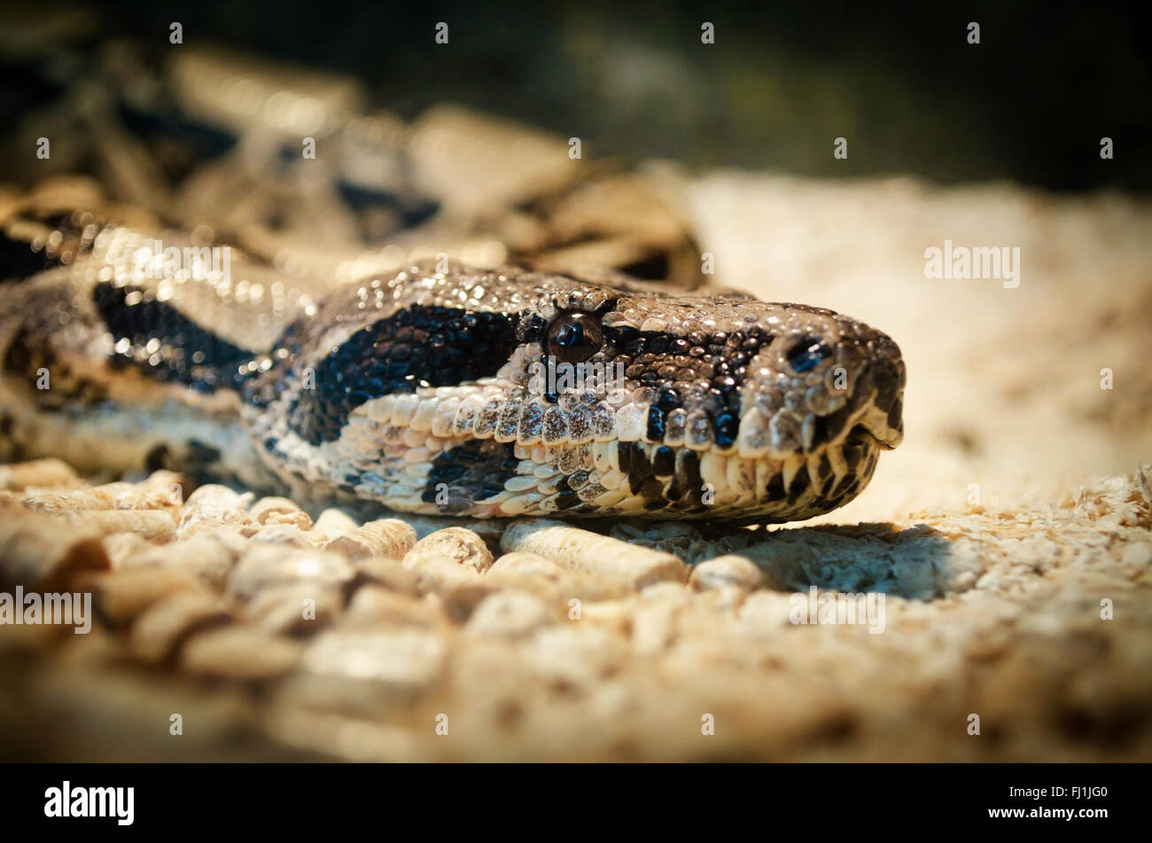 Boa constrictor head Stock Photo - Alamy