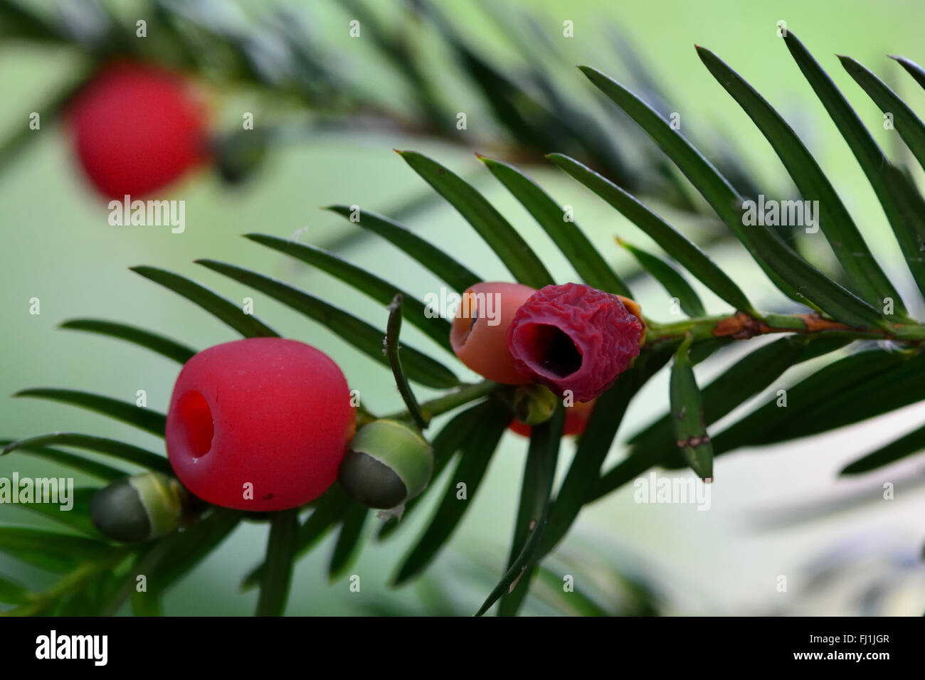Taxaceae yew hi-res stock photography and images - Alamy