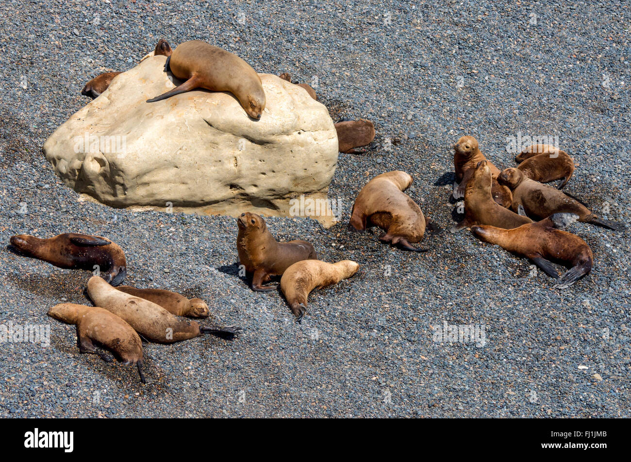 Sea Lion Colony on the coast, Argentina Stock Photo - Alamy