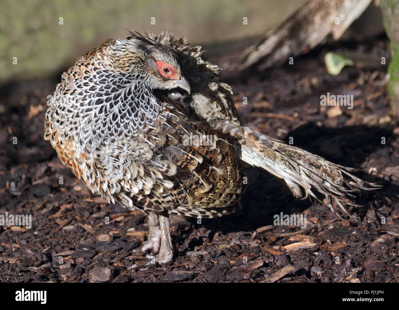 Cheer Pheasant, (catreus wallichii) preening Stock Photo - Alamy