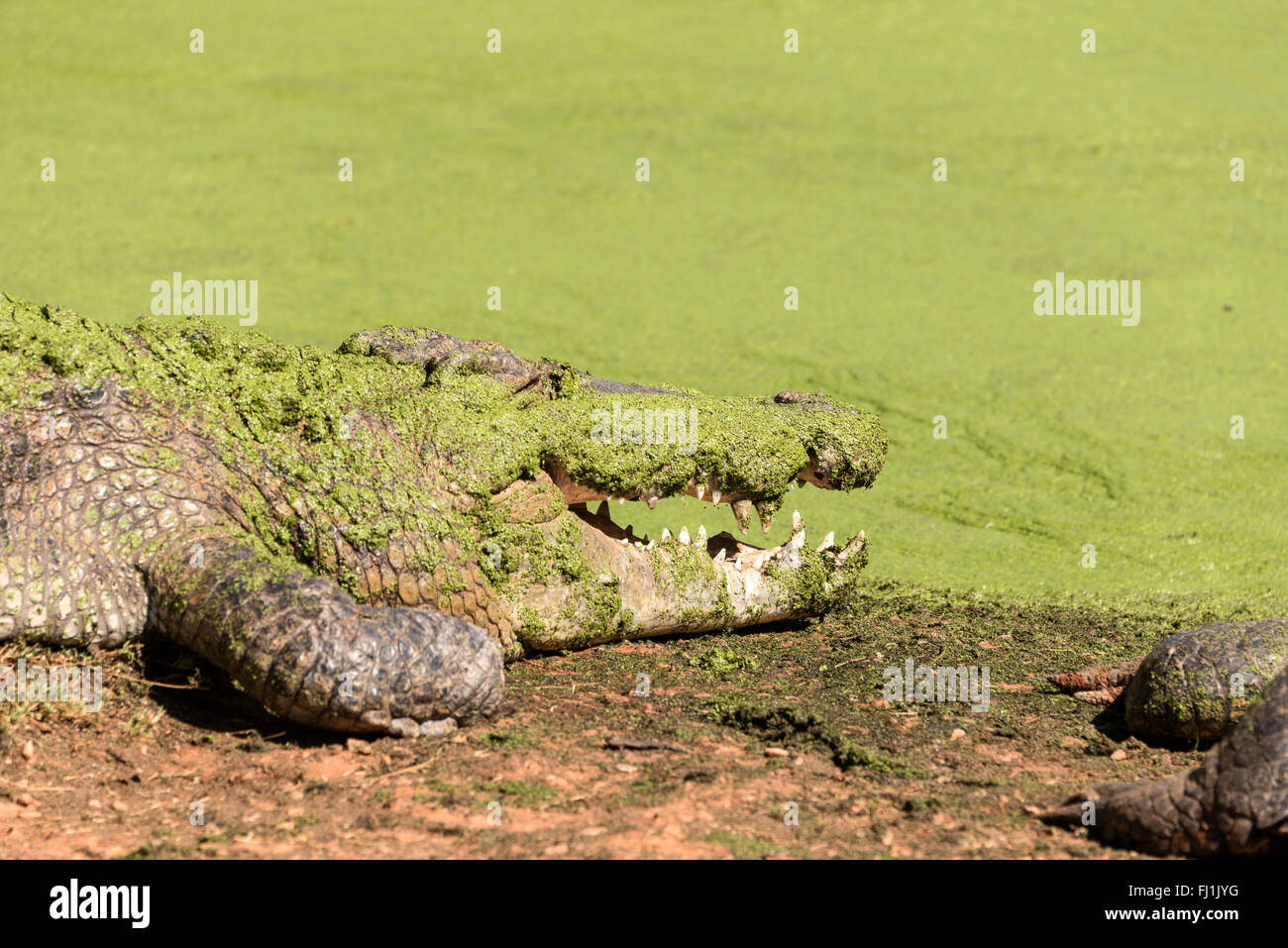 A fully grown saltwater male crocodile covered in green algae waiting ...
