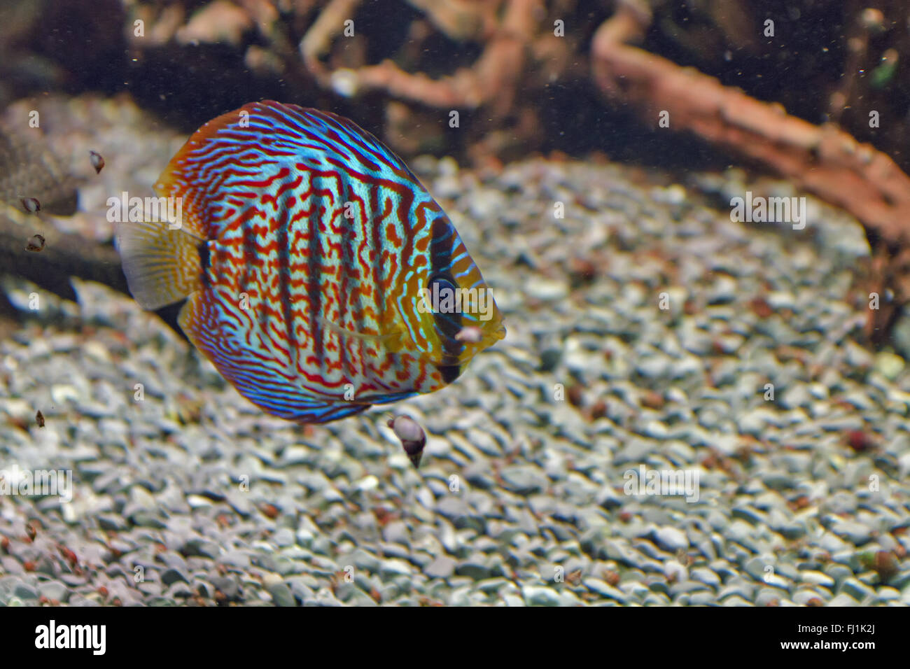 Beautiful underwater world with tropical fish Stock Photo - Alamy