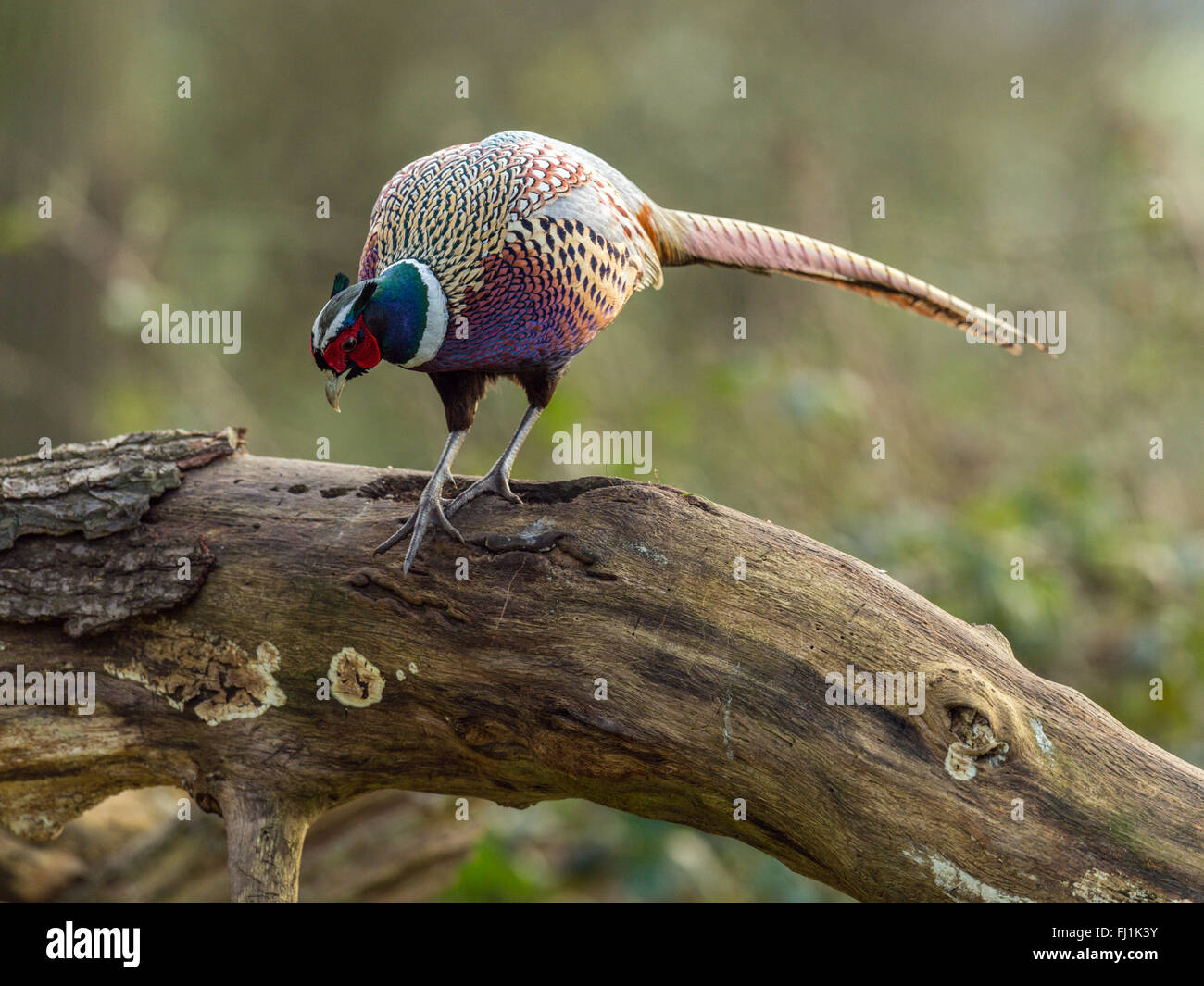 Beautiful Male Ring-necked Pheasant (Phasianus colchicus) "Depicted ...