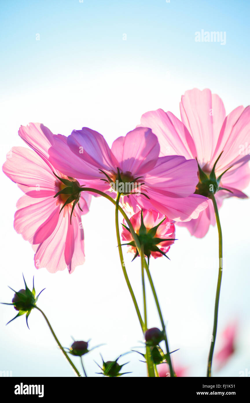 Pink flowers Sky Stock Photo - Alamy