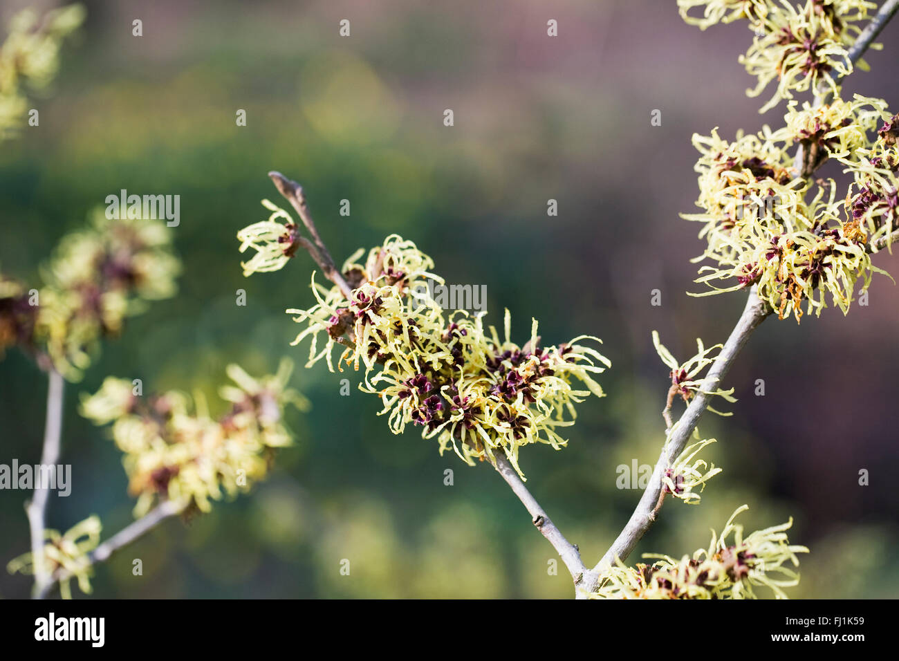 Hamamelis x intermedia pallida hi-res stock photography and images - Alamy