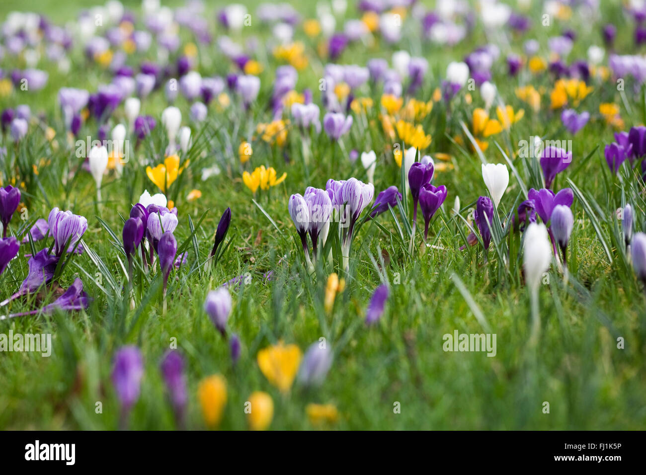 Naturalized bulbs hi-res stock photography and images - Alamy