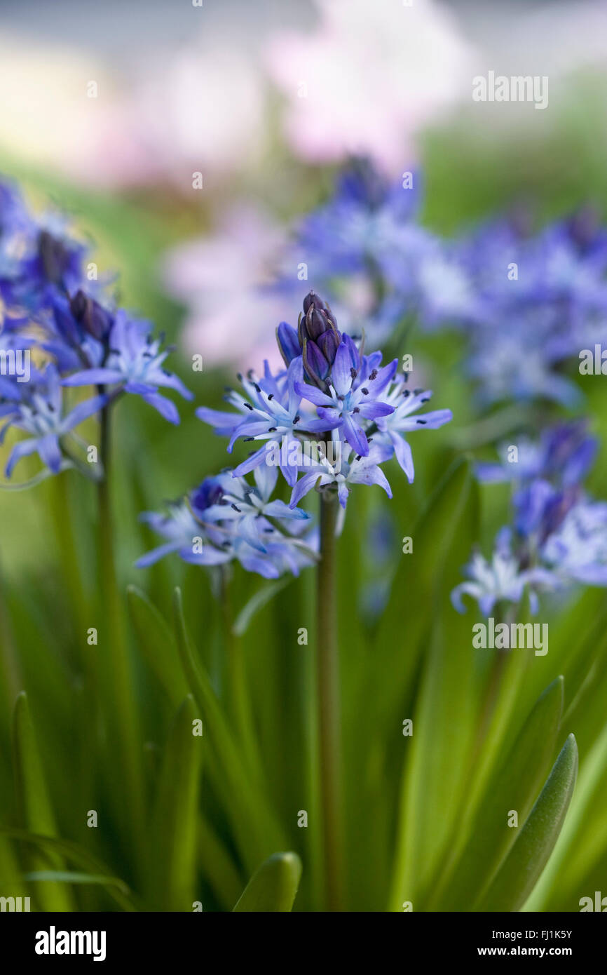Scillas bulb hi-res stock photography and images - Alamy