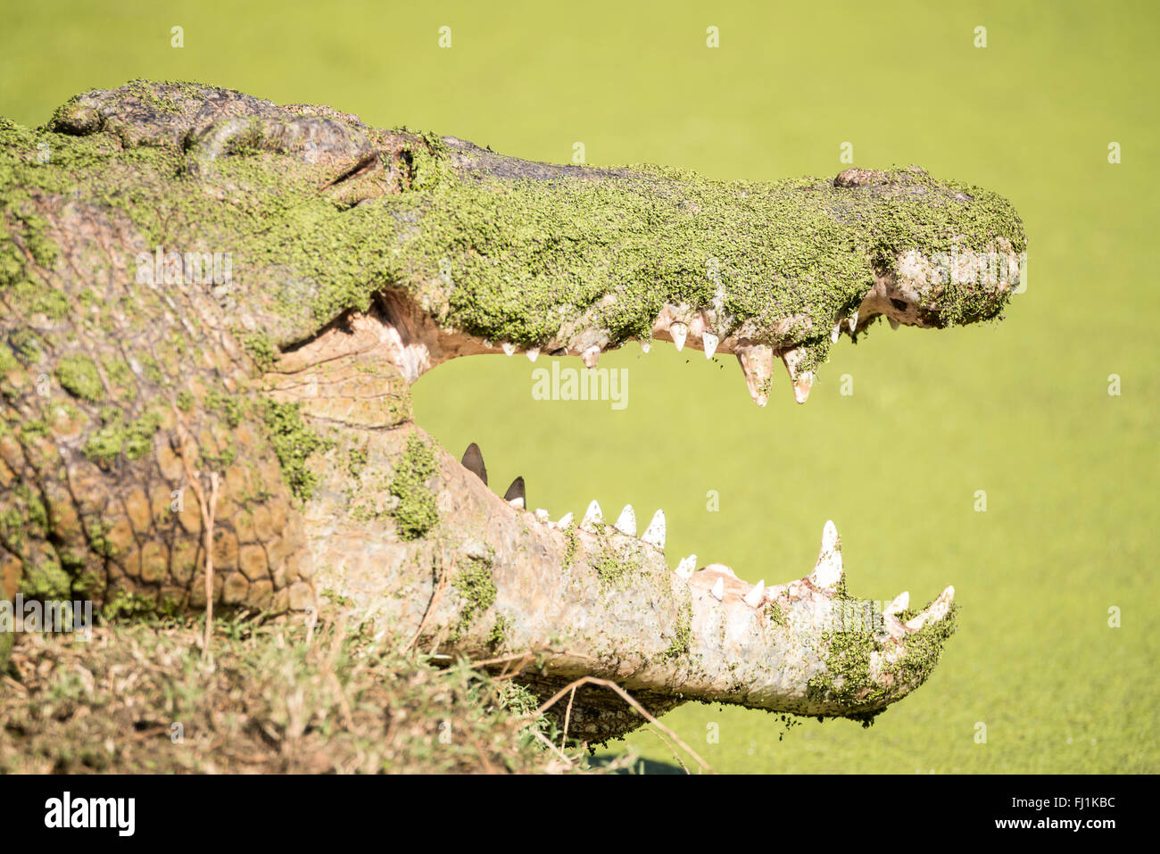 Tourist Australia Saltwater Crocodile High Resolution Stock Photography ...
