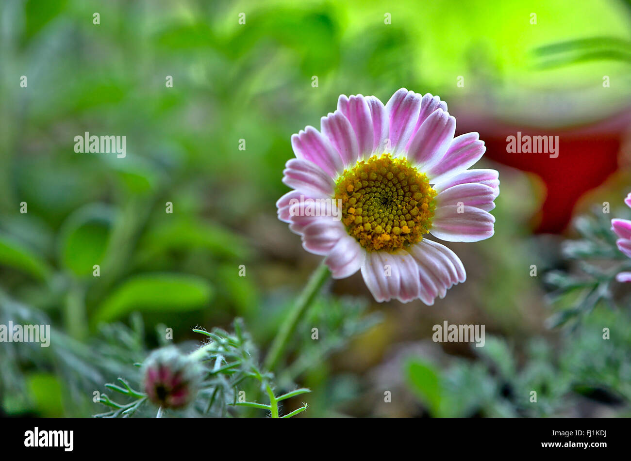 Floret hi-res stock photography and images - Alamy
