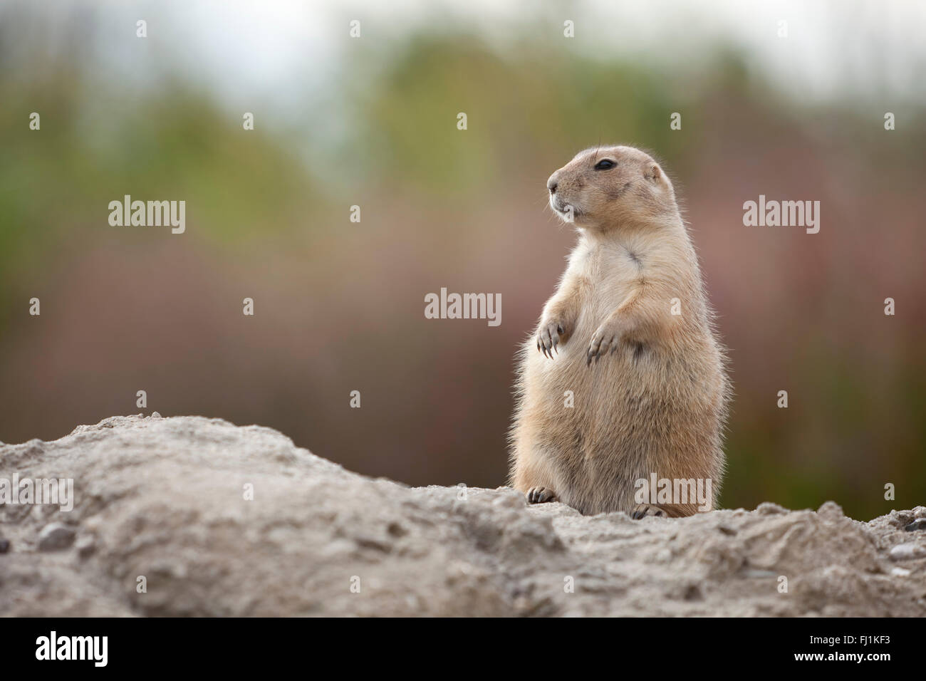 Groundhog High Resolution Stock Photography and Images - Alamy