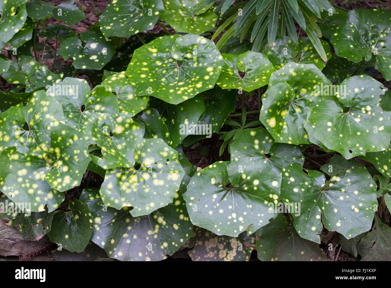 Yellow spotted evergreen foliage of the moisture loving perennial ...