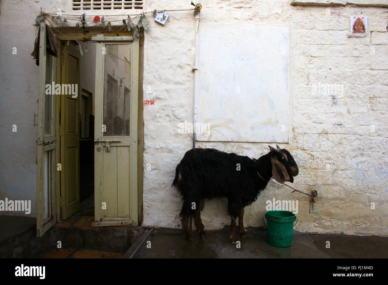 Goat in house hi-res stock photography and images - Alamy