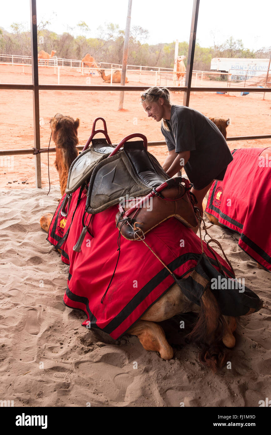 Cameleer, Grace Webster a cameleer from Nottingham in England, saddling ...
