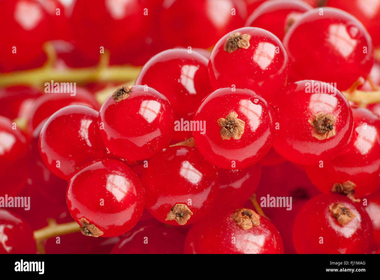 Fresh Red berries full frame Stock Photo - Alamy