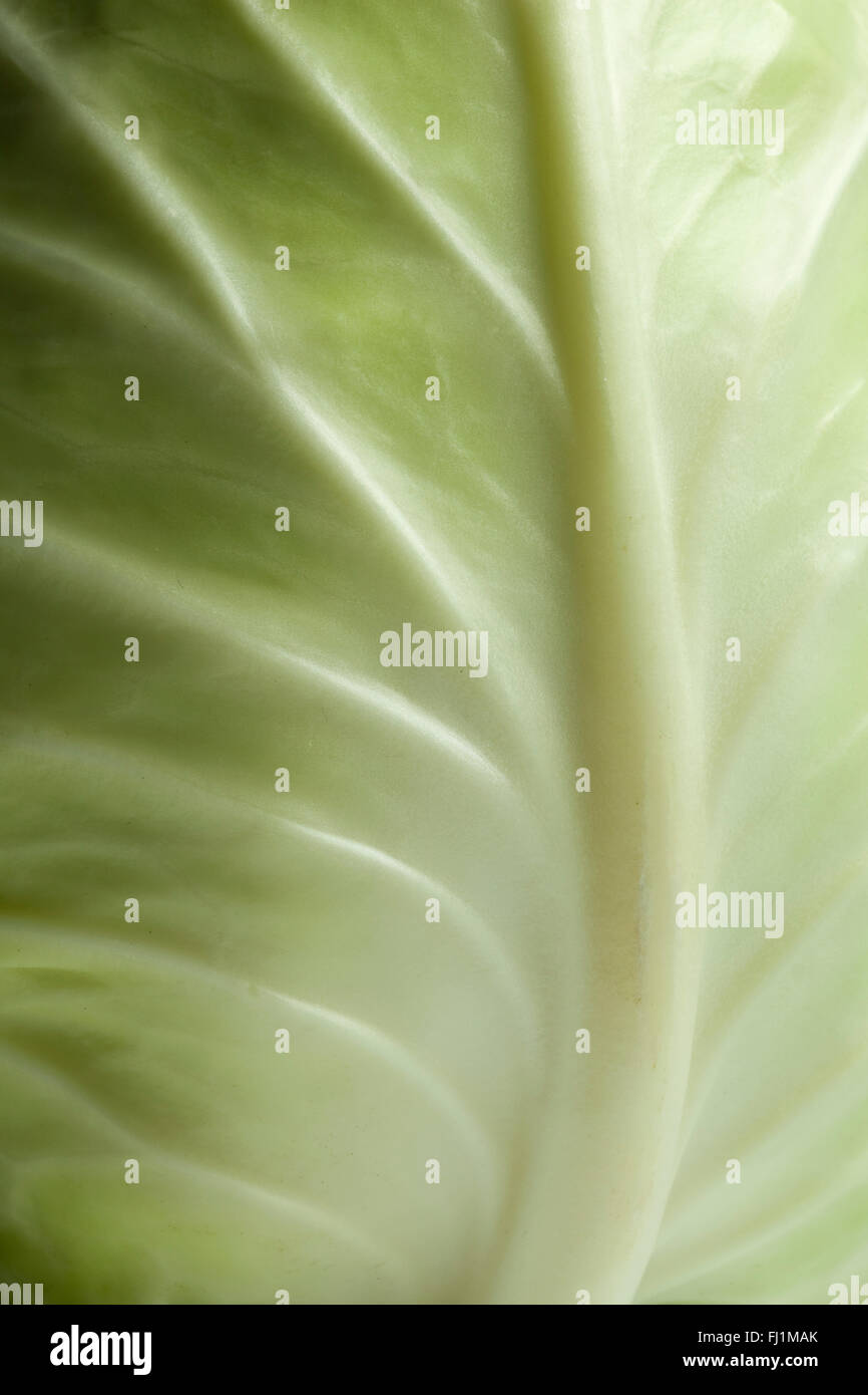 Close up of the leaf of a fresh green pointed cabbage full frame Stock ...