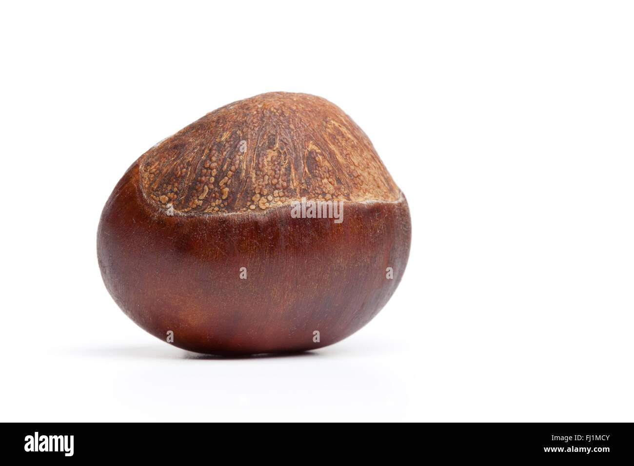 Single whole sweet Chestnut on white background Stock Photo - Alamy