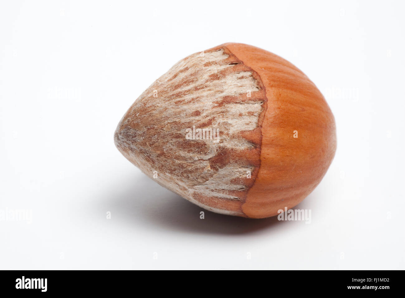 Single fresh hazelnut on white background Stock Photo - Alamy