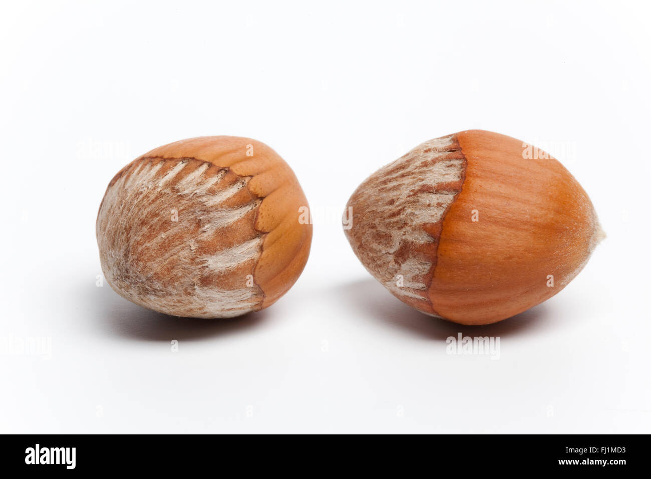Two fresh hazelnuts on white background Stock Photo - Alamy