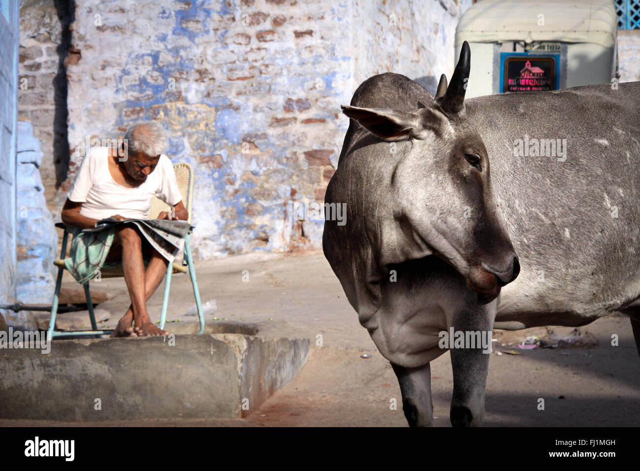Animal newspaper hi-res stock photography and images - Alamy