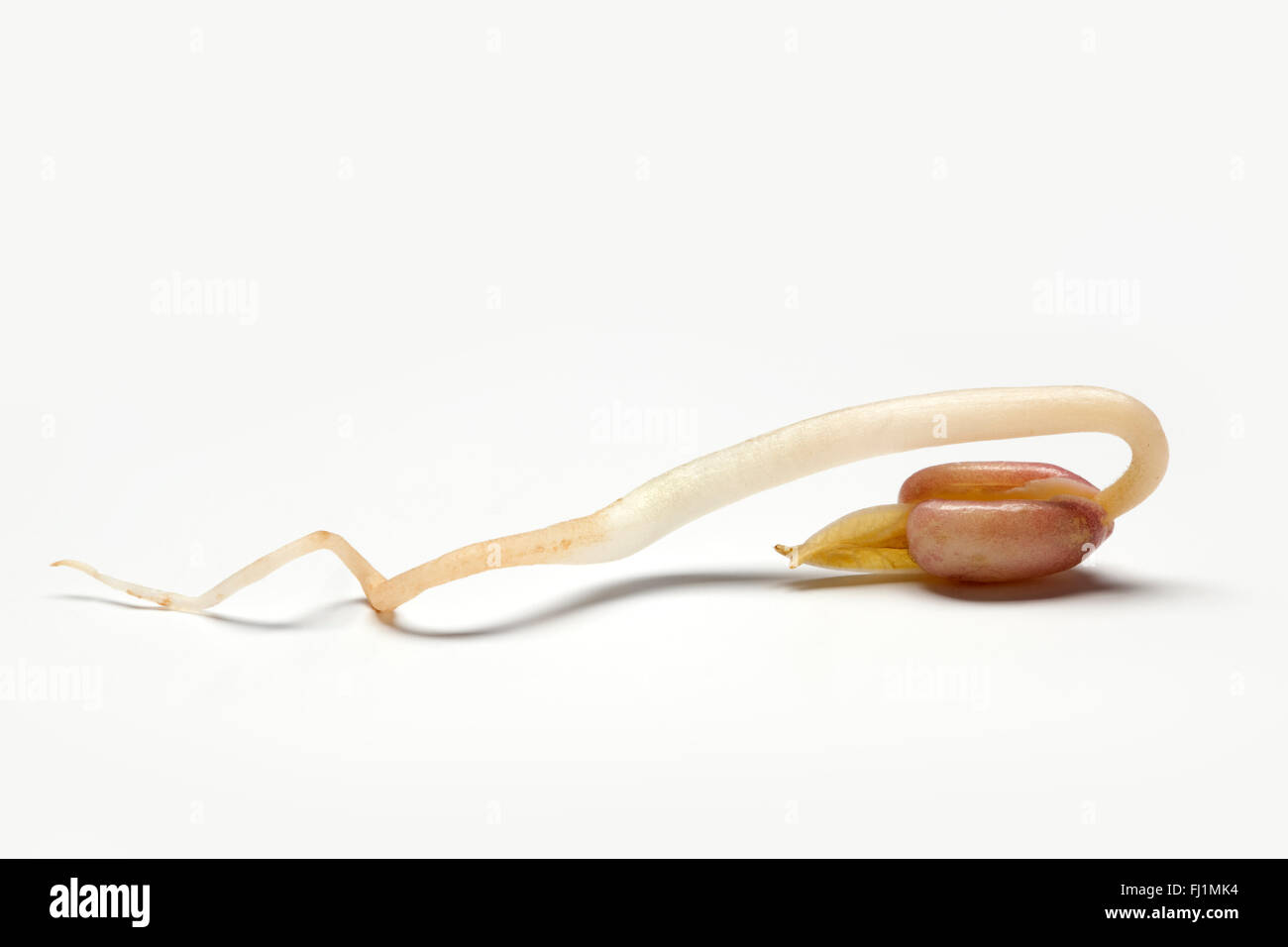 Sprout hi-res stock photography and images - Alamy