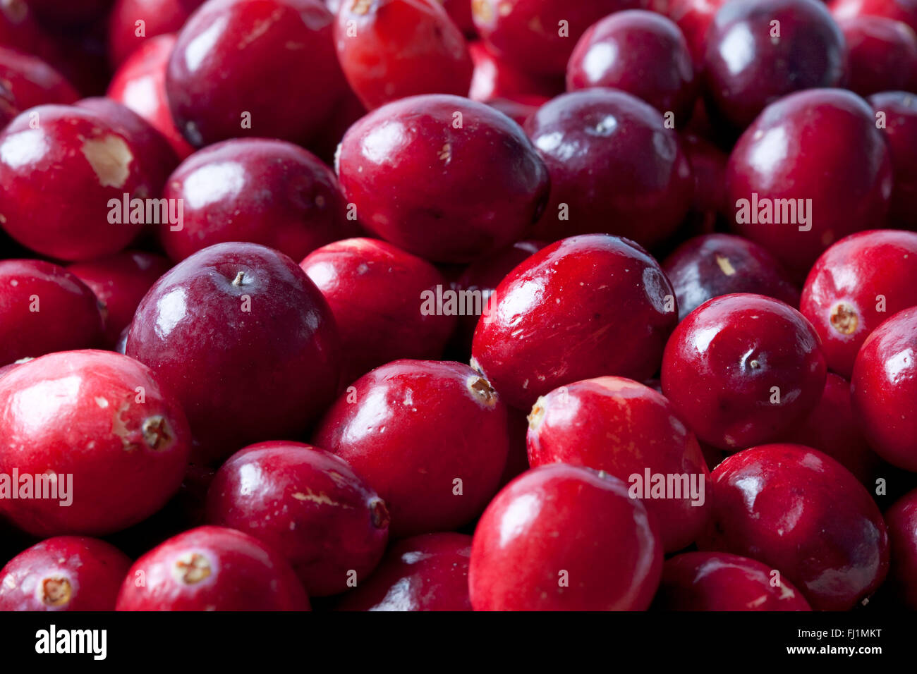 Cranberries Bounceberry High Resolution Stock Photography and Images ...