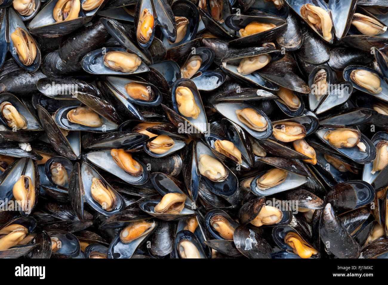 Open cooked mussels full frame Stock Photo - Alamy