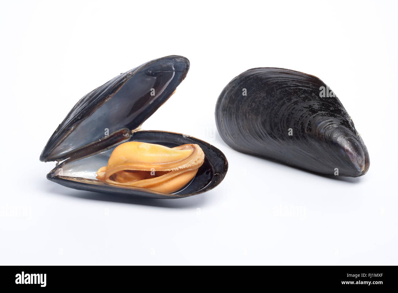 Open and closed cooked mussel on white background Stock Photo - Alamy