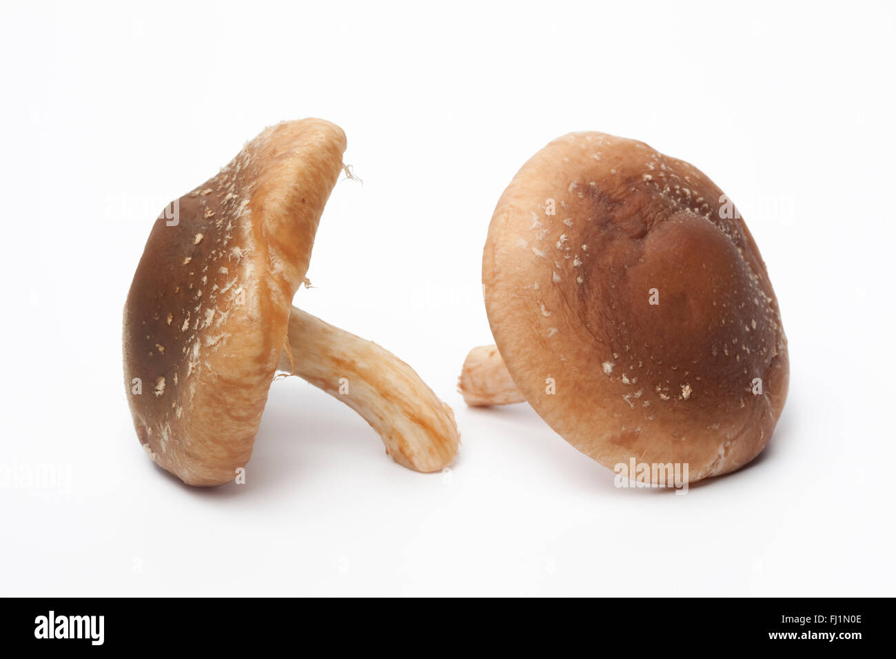 Two whole fresh shiitake mushrooms on white background Stock Photo - Alamy