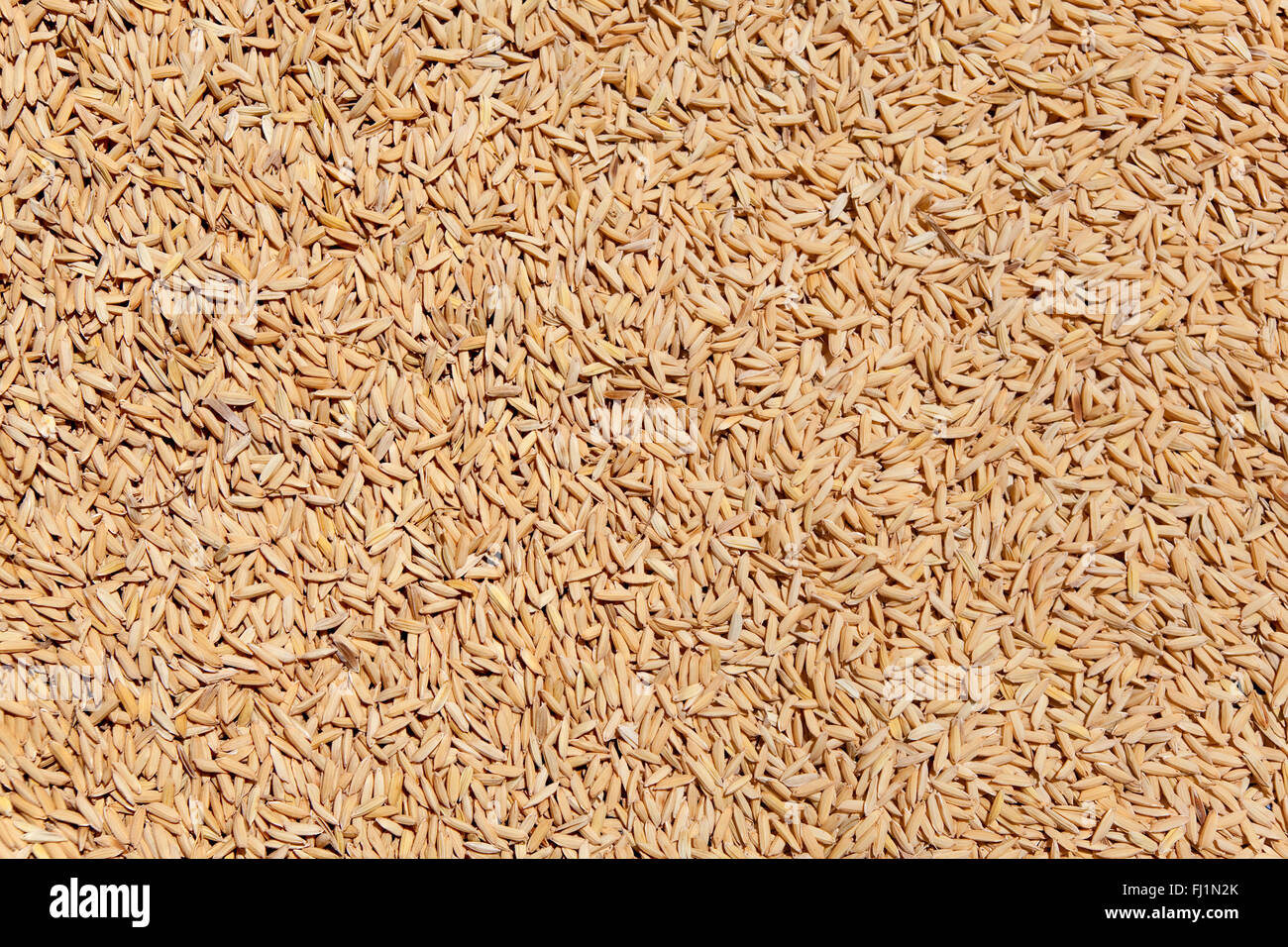 Rice drying hi-res stock photography and images - Alamy