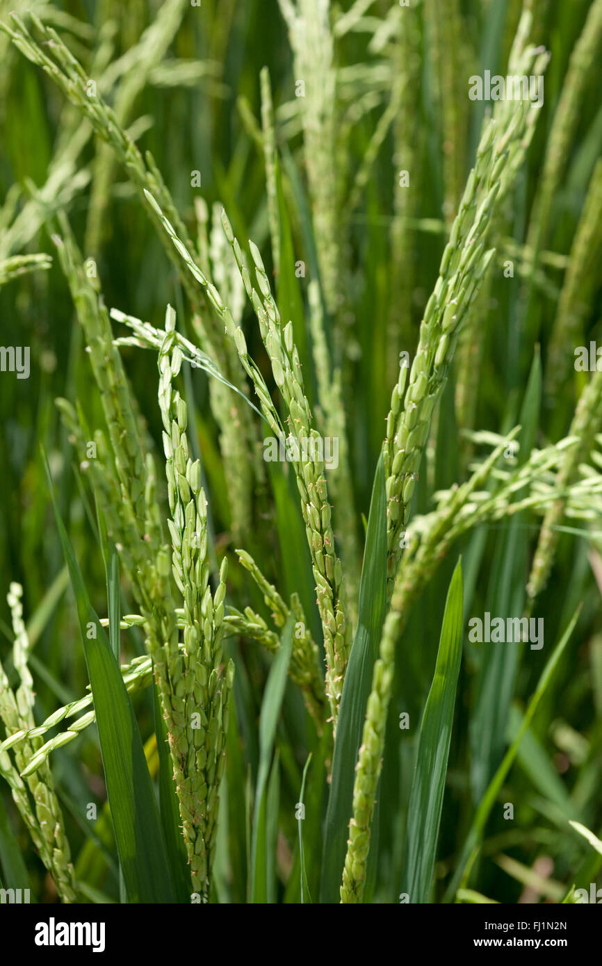 Rice grains ripening on stalk ready for harvest in a paddy field at ...
