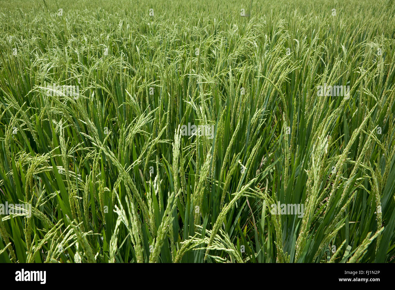 Rice grains ripening on stalk ready for harvest in a paddy field at ...