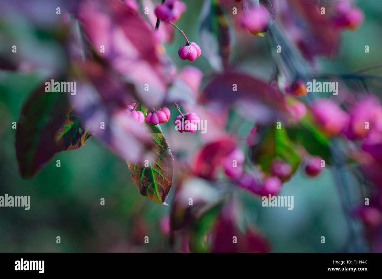 Poisonous fruit tree hi-res stock photography and images - Alamy