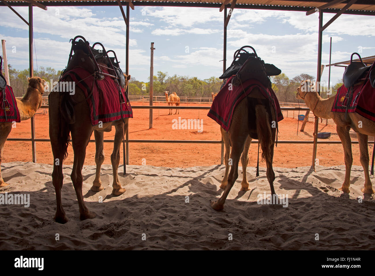 A herd of saddled up camels at the Camel Farm ready to go to Cable ...