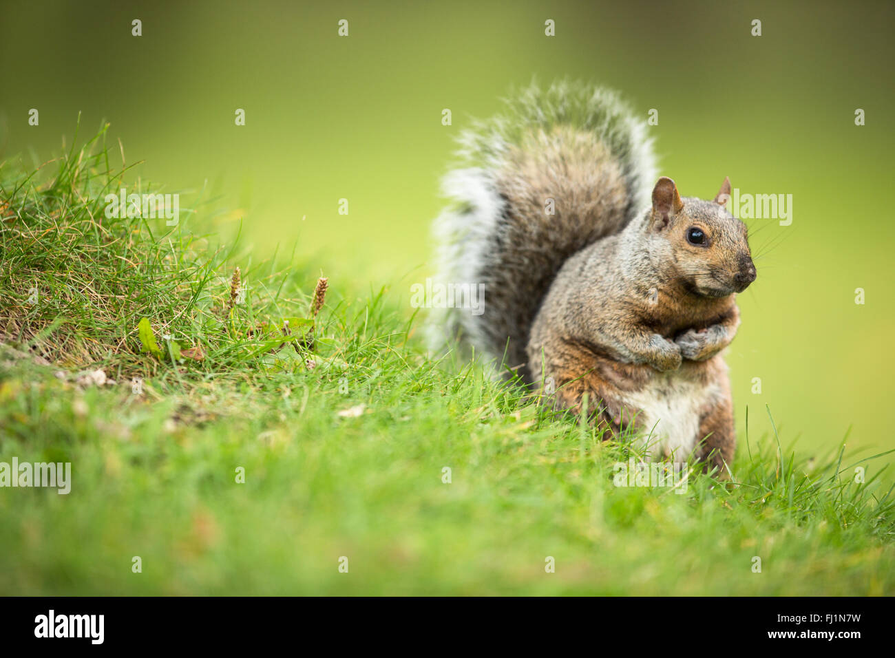 Eastern Grey Squirrel (Sciurus carolinensis Stock Photo - Alamy