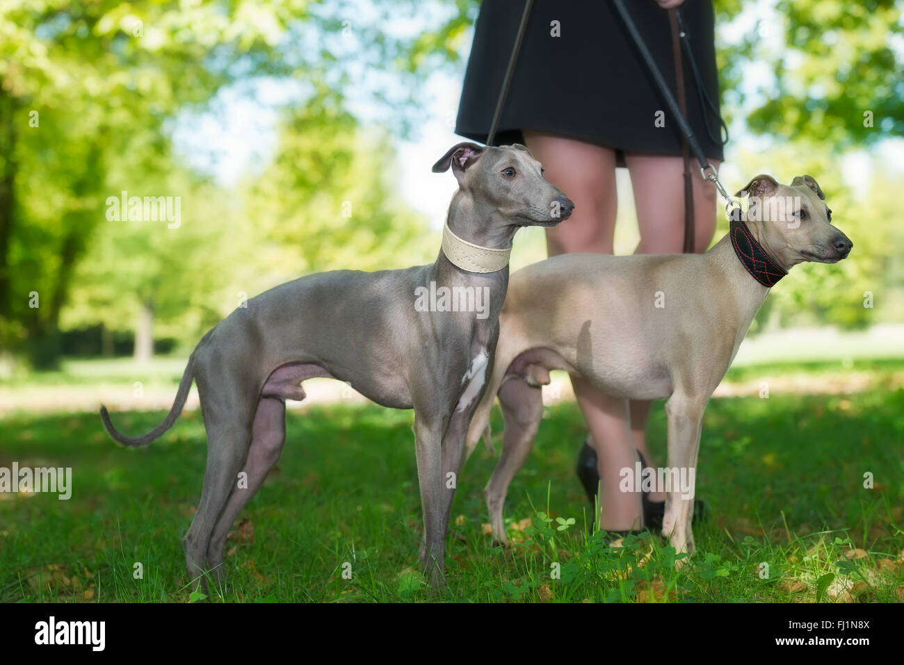 Greyhounds Stock Photos & Greyhounds Stock Images - Alamy