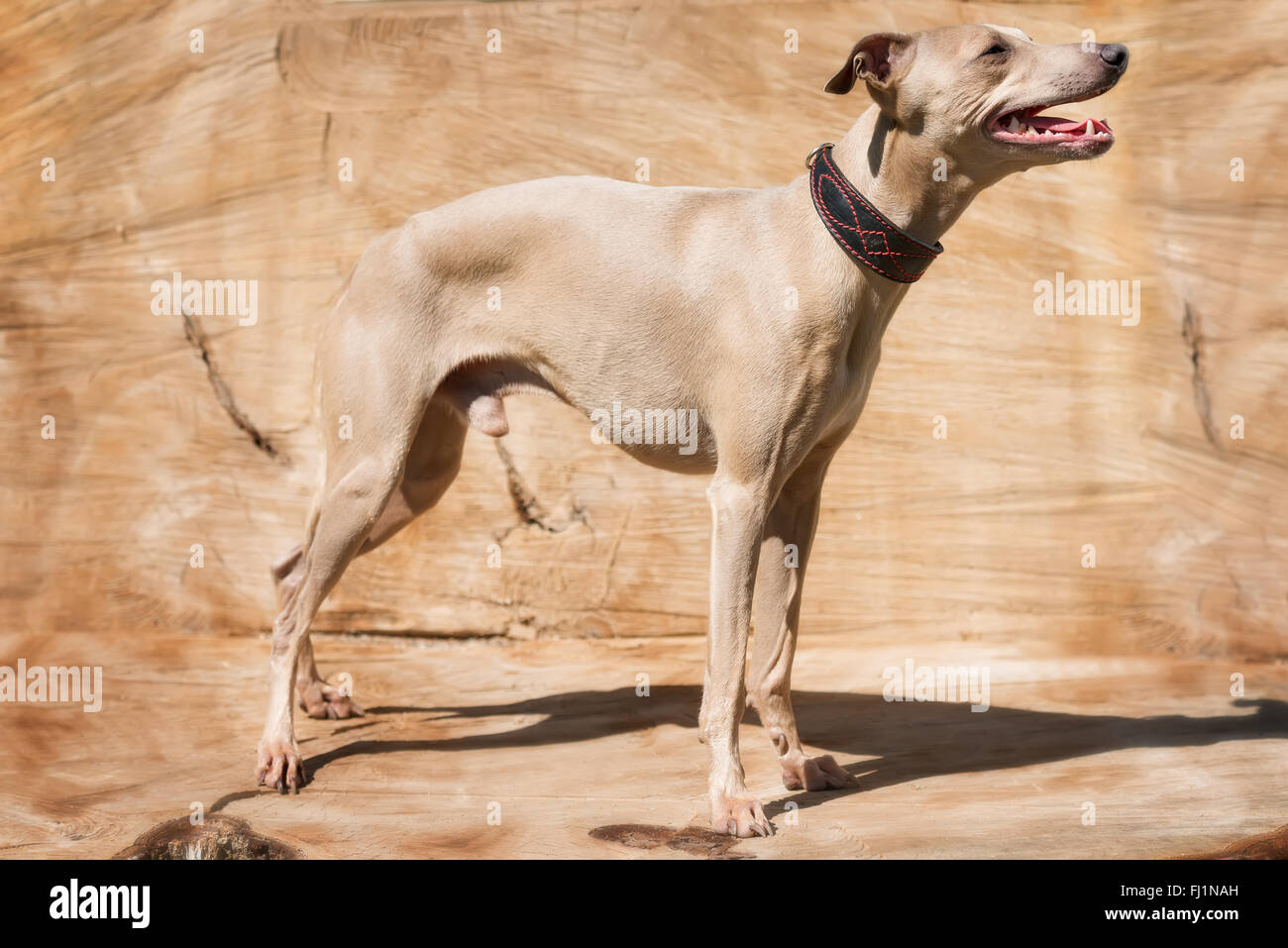 Elegant greyhound standing on stump Stock Photo - Alamy