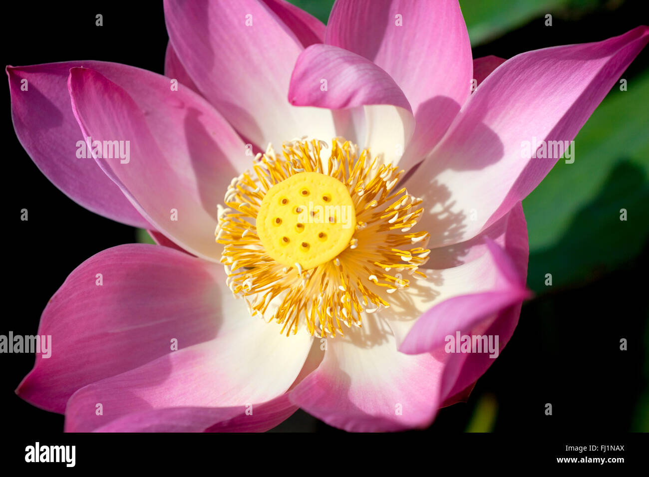 Pink lotus flower close up Stock Photo - Alamy