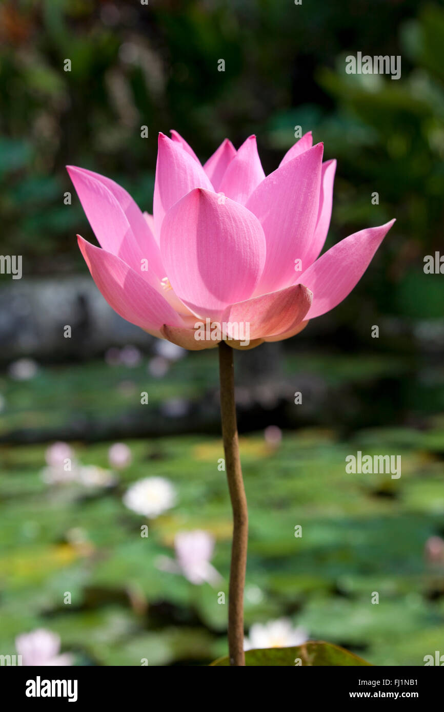 Lotus flower hi-res stock photography and images - Alamy