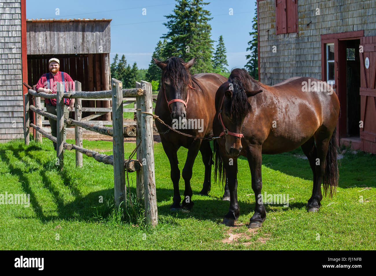 The Canadian horse is a breed that is a strong, well-muscled breed of ...