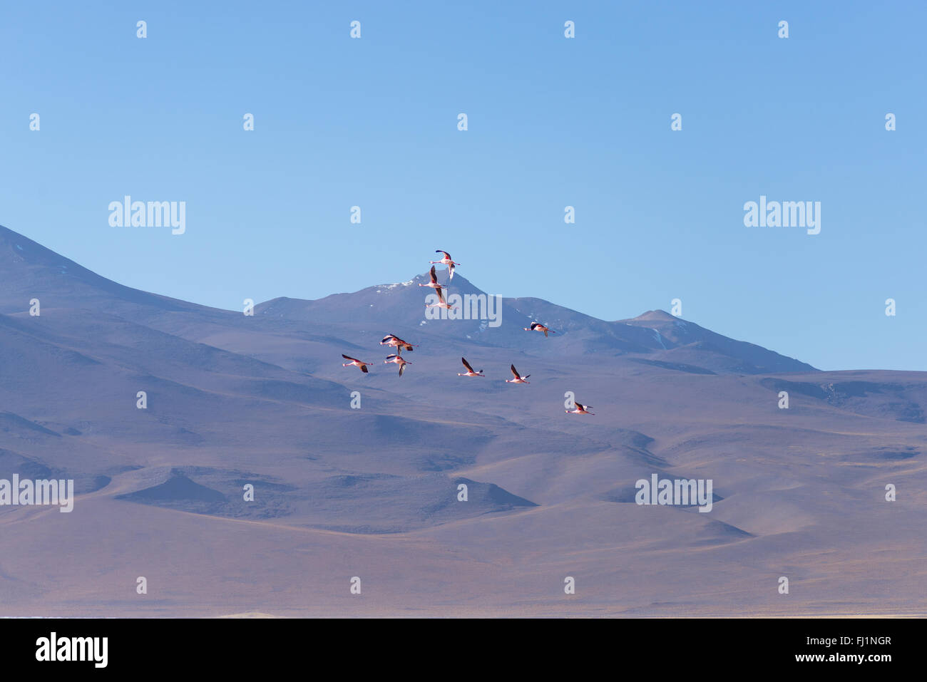 Group of pink flamingo flying over "Laguna Colorada" (eng. Multi ...