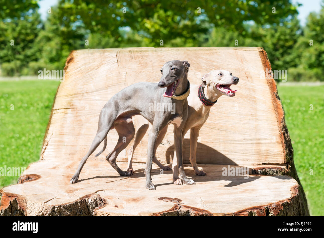 Two greyhounds posing on the stump in park Stock Photo - Alamy