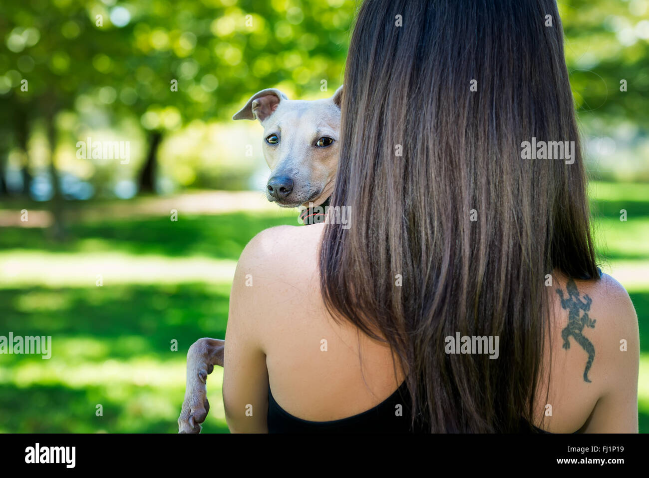 Young girl from the back side holding greyhound in the park Stock Photo ...