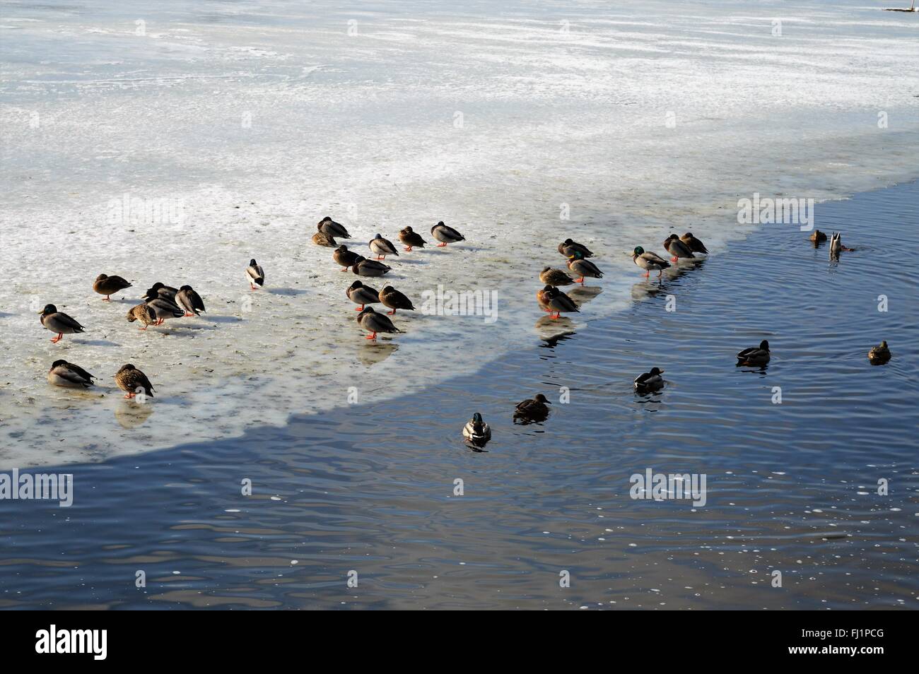 Ducks on the Ice Stock Photo - Alamy